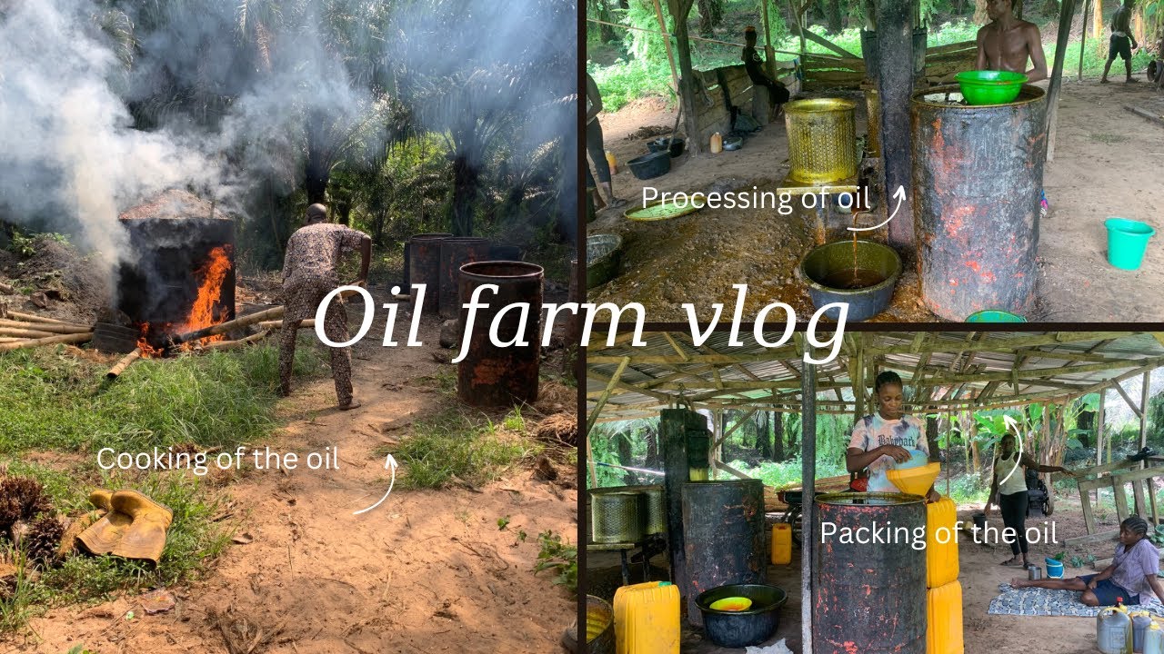 Oil farm production part 2 | cooking of oil +packing of oil 🛢️💥 - YouTube