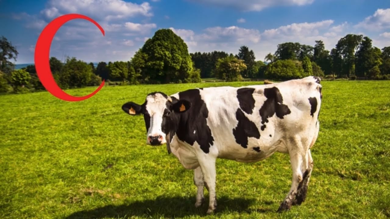 Talking ABC with Alphabetimals / A-Z alphabet animals / ABC animal ...