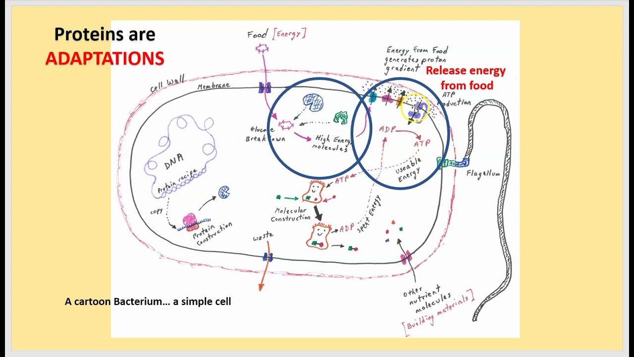 Universal features of cells - YouTube