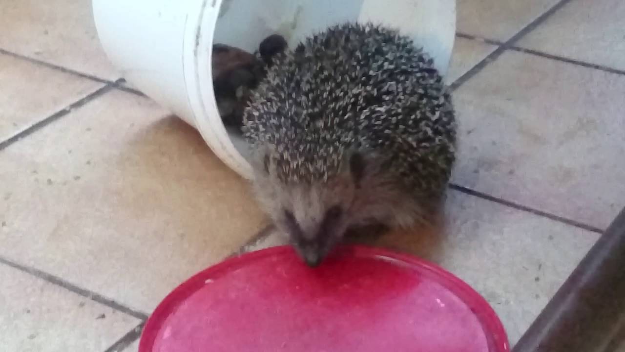 Igel - YouTube