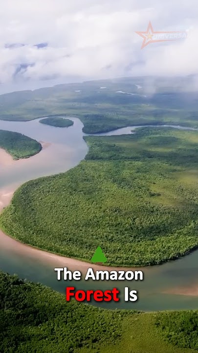 10 Facts About the Amazon Forest | A Major Biodiverse Ecosystem of the ...