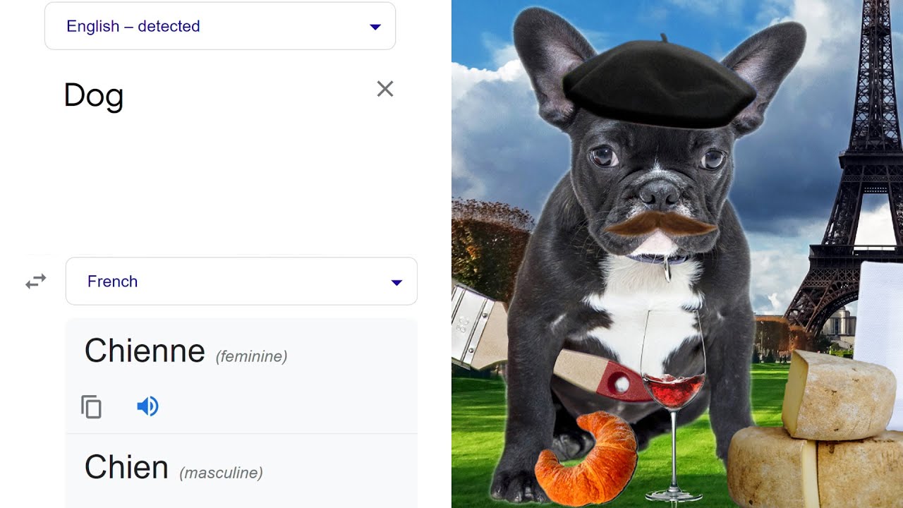 Dog in different languages meme - YouTube