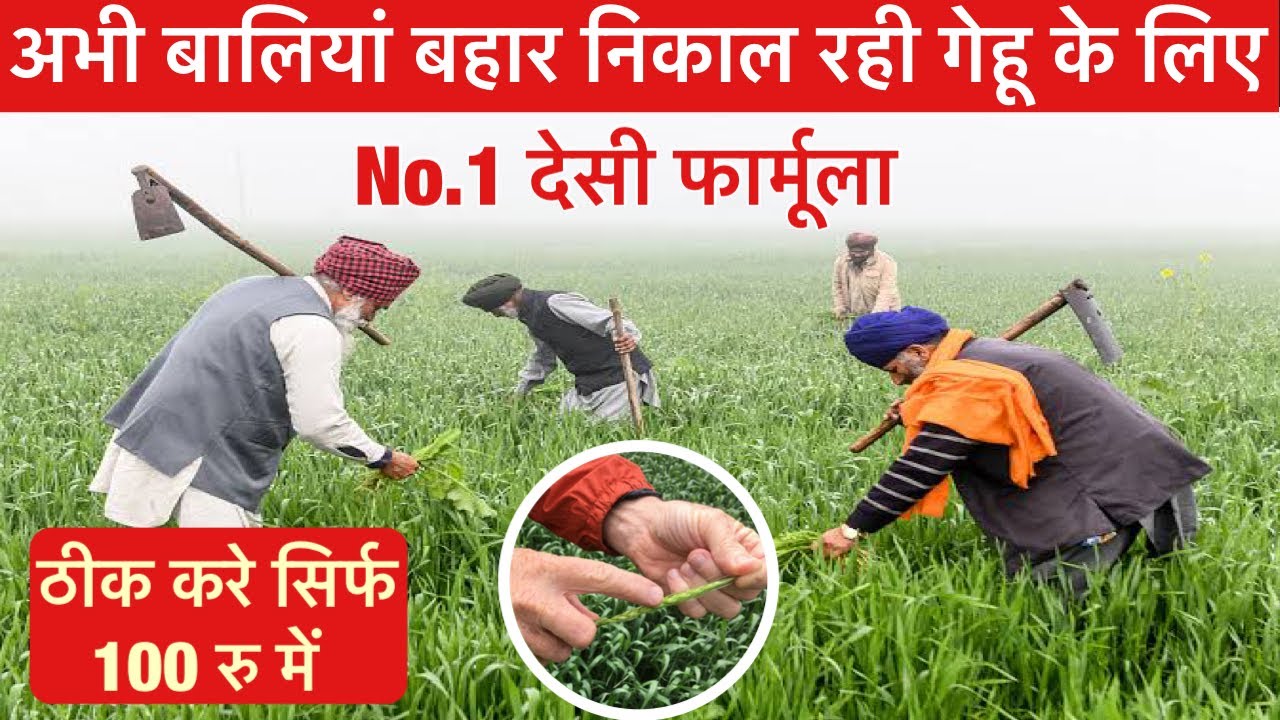 Gehu Bali nikal rhi hai kya kare - YouTube