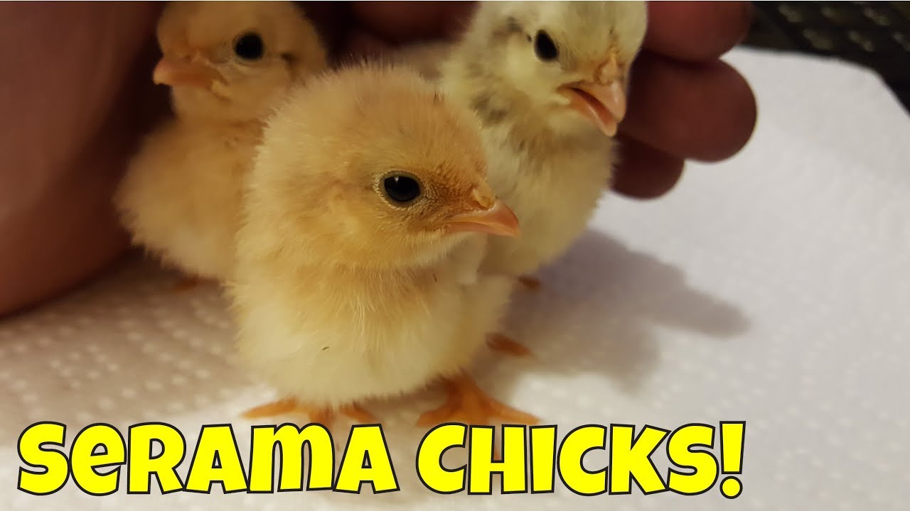 Baby Serama Chickens