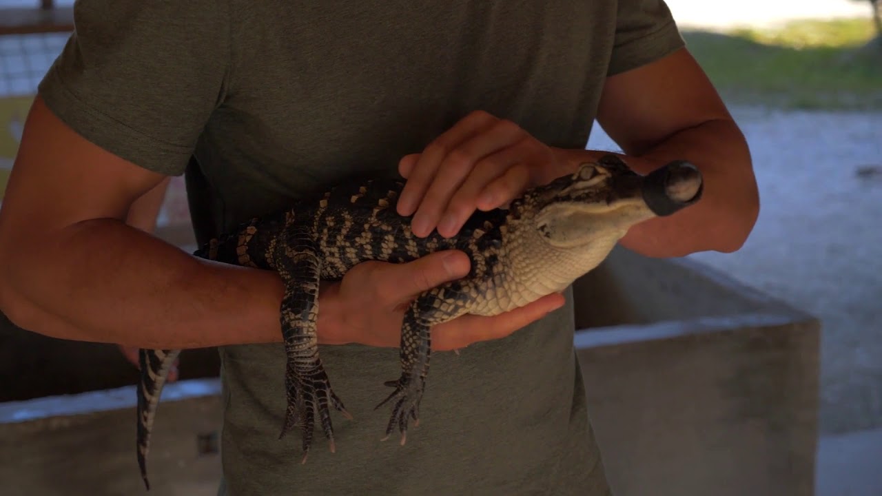 man holding cute baby alligator close up slow motion - YouTube