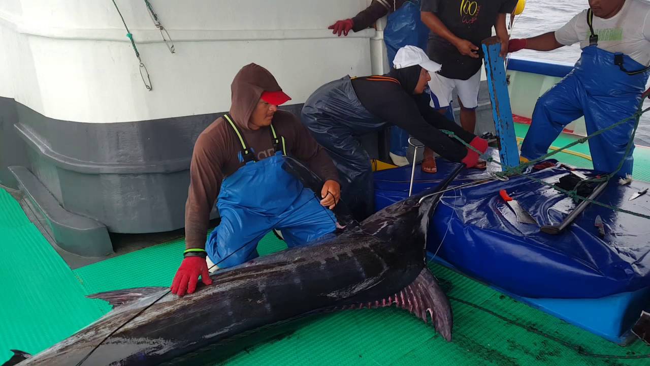 Pesca en altamar - YouTube