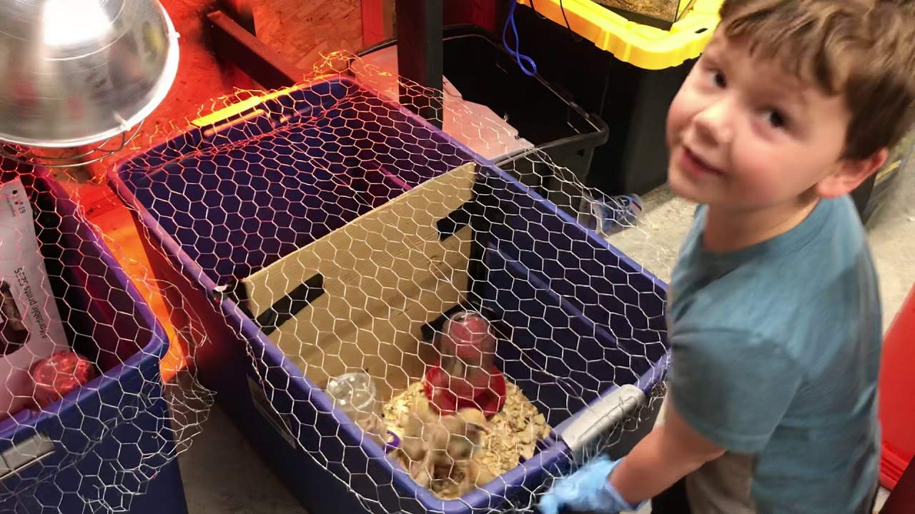 Chicken Feed Experiment Part 4 - YouTube