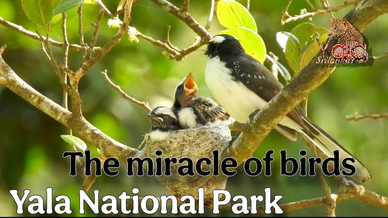The miracle of birds | Yala National park - YouTube