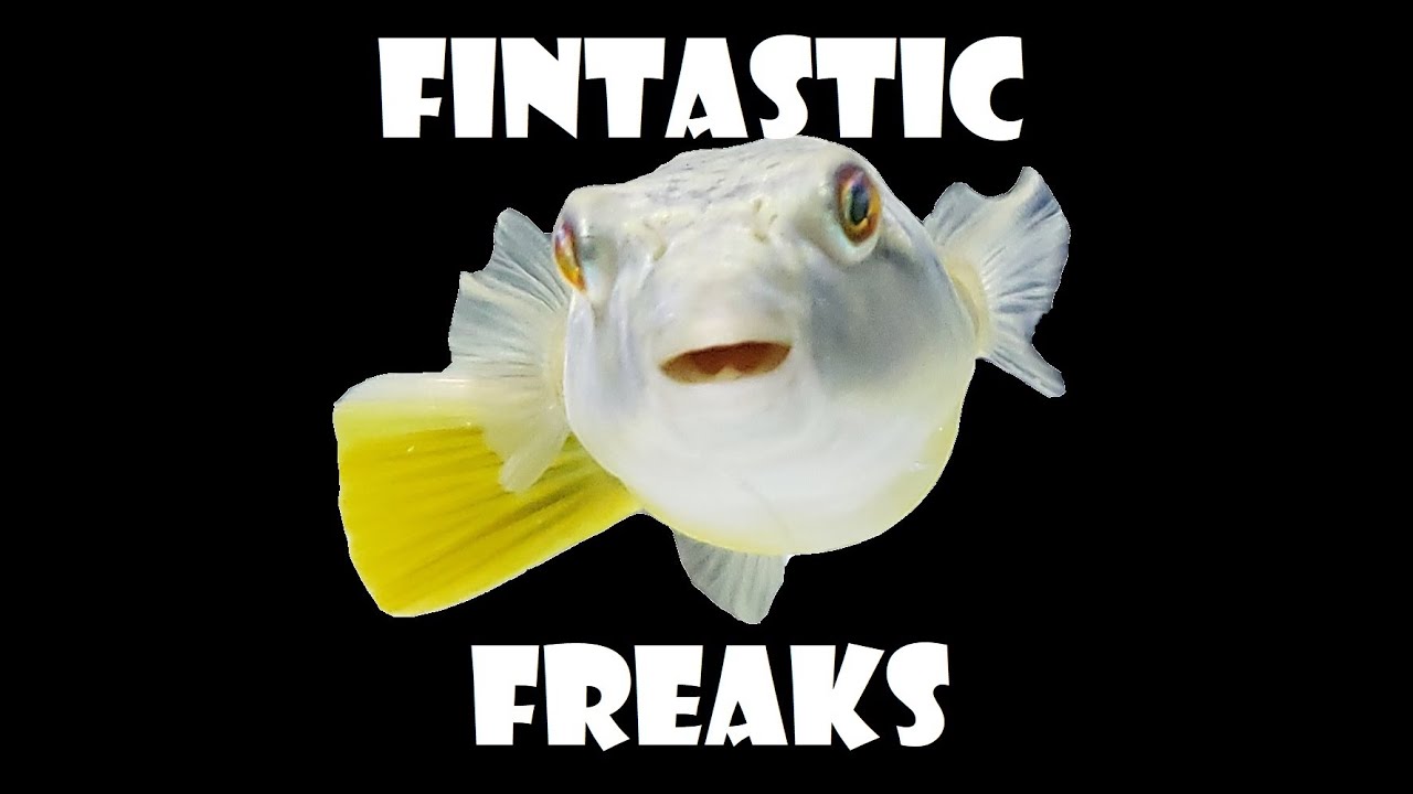 Monday Musings! Beginner fish! - YouTube