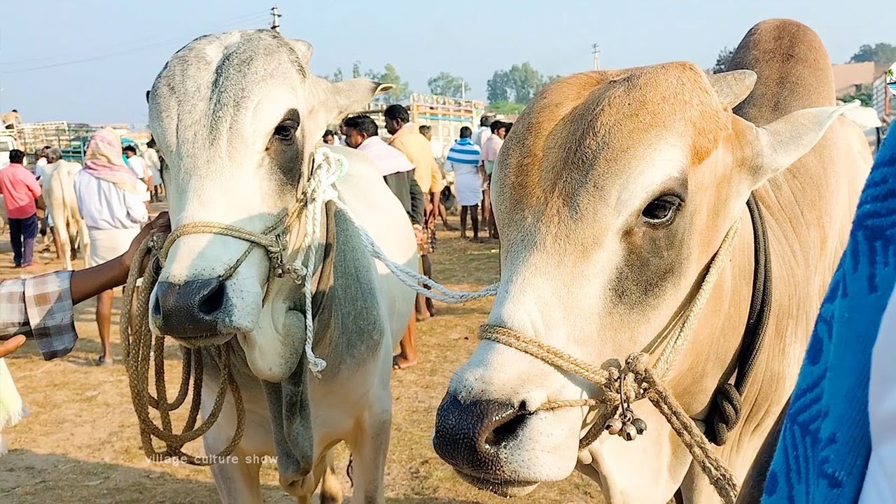 Telangana india-ongole bulls prices రామాంజనేయులు మల్దకల్ ఎద్దుల రేటు 1 ...