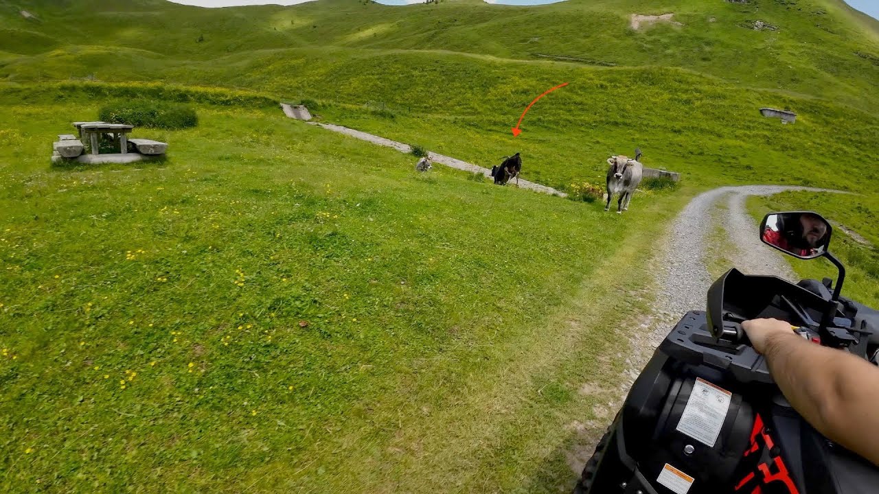 Look what we found in the Alps (CRAZY COW) - ATV ADVENTURE - YouTube