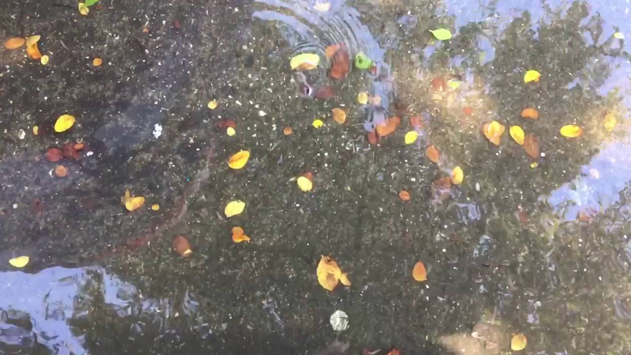 Water bugs dancing slowmo - YouTube