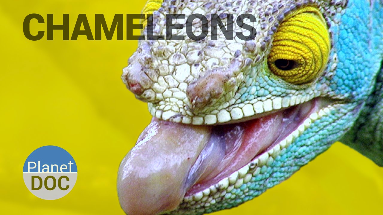 Chameleons. Camouflaged Hunters | Nature - Planet Doc Full Documentaries - YouTube