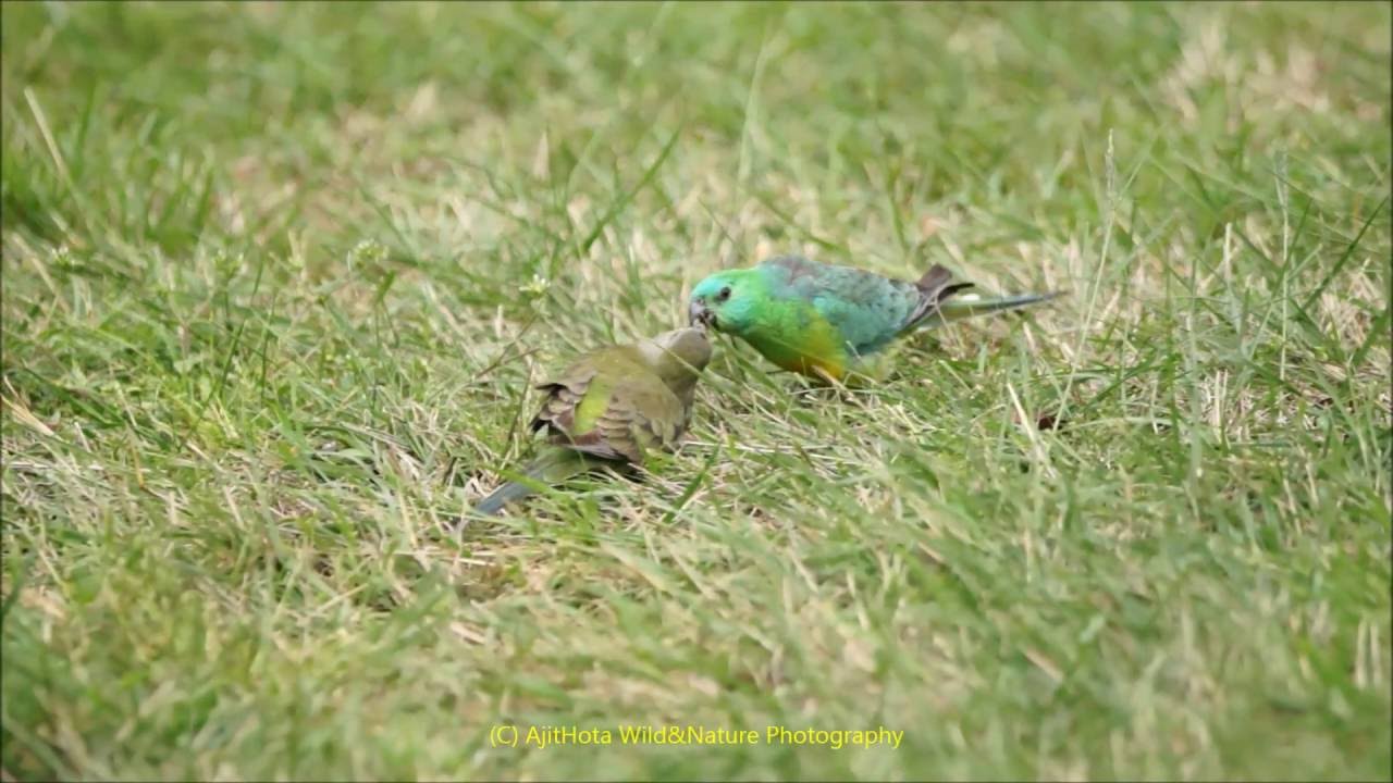 The best of wild Mother's care - Australia's colorful Red-rumped parrot ...