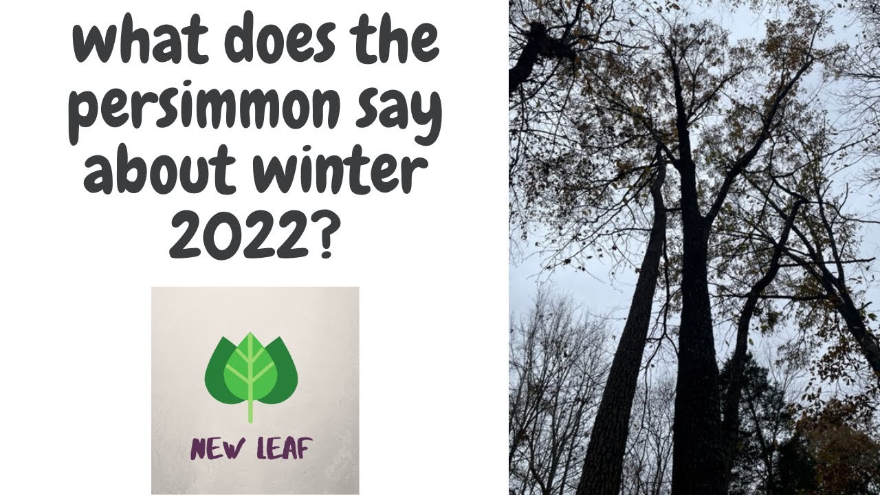 What Does The Persimmon Say About Winter 2022? - YouTube