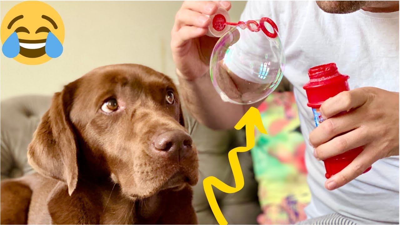 Dog Reaction to Bubbles - Playing with Labrador Retriever - YouTube