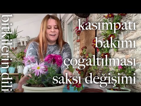 Kasımpatı (krizantem) Çiçeği Bakımı