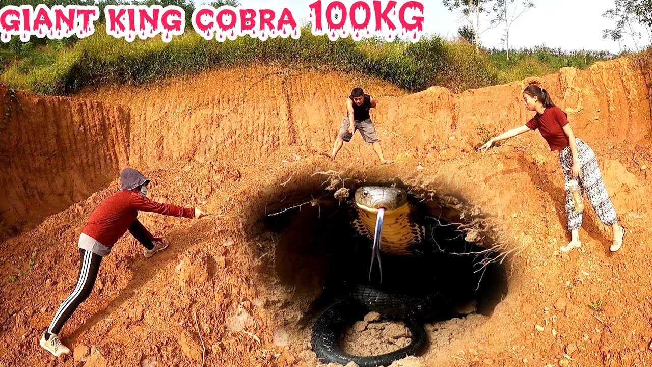 The group of hunters discovered a fierce 100kg king cobra attacking ...