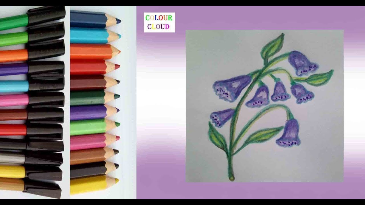 how to draw bluebell flower ( jungli sunmbal , neela ghanti wala phool ...