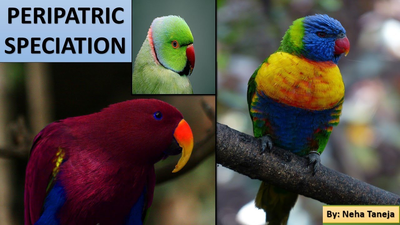 PERIPATRIC SPECIATION | TYPES OF SPECIATION | EVOLUTION & BEHAVIOUR ...