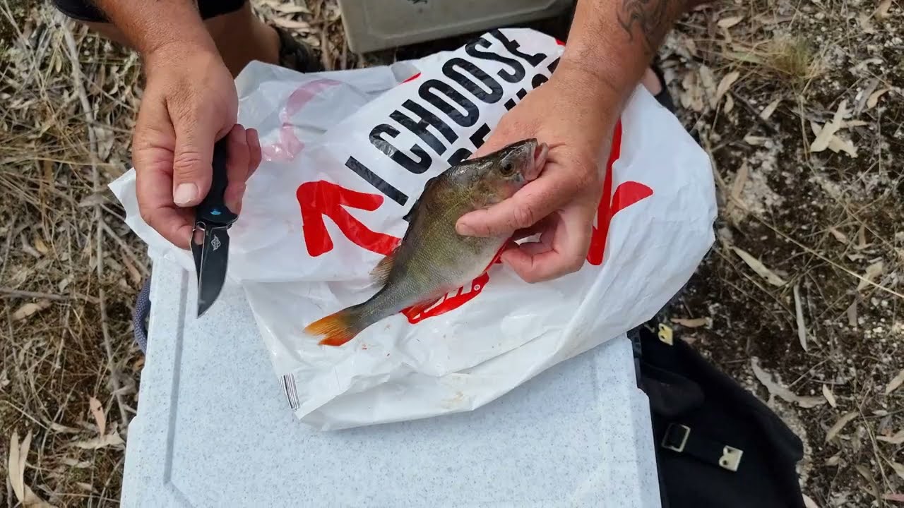 How to skin a perch whole (redfin) - YouTube