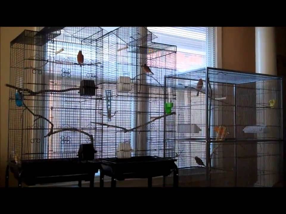 Our Bronze Canaries - YouTube
