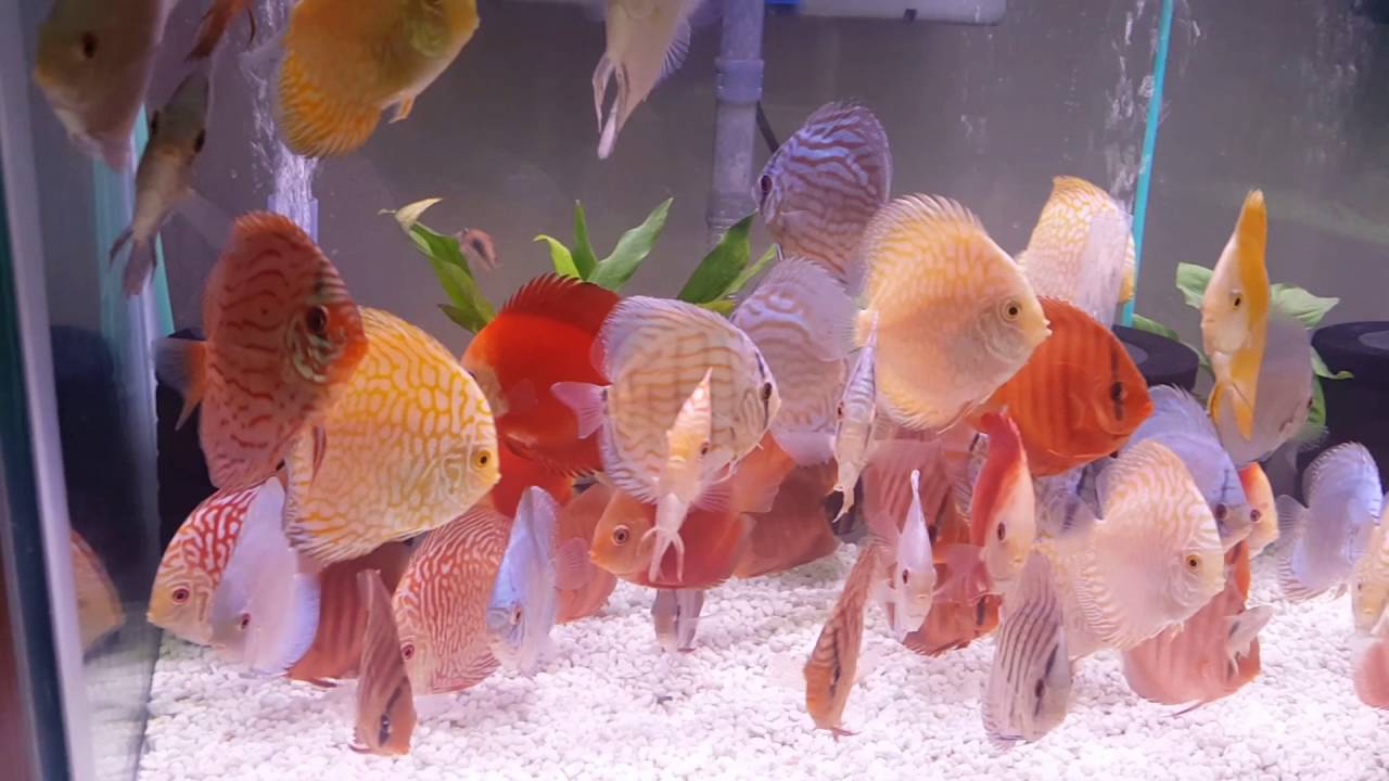 Discusman.ca discus for sale shipment 9/20/16 - YouTube