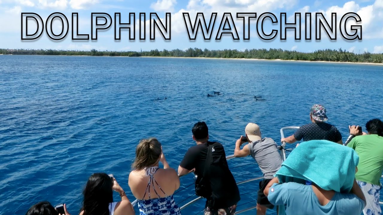 Dolphin watching in Guam ~ - YouTube