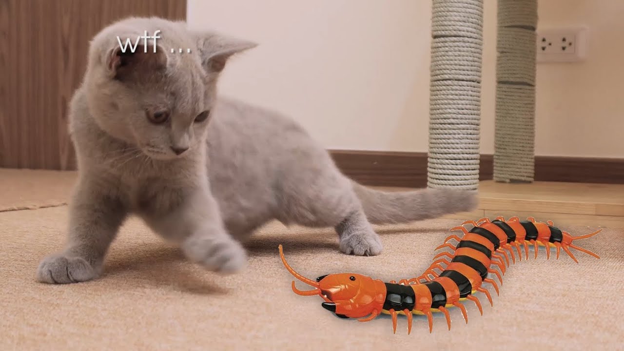 What Happens When The Cats Meet A Centipede Youtube