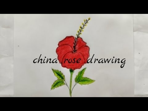 How To Draw Hibiscus Flower Step By Step Easy| China Rose Drawing For ...