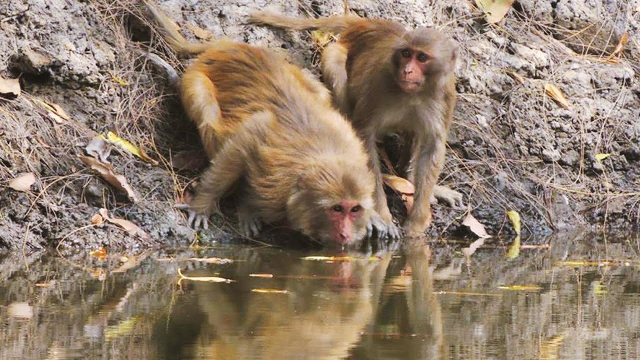 Monkey Drinking Water in Forest । Monkey Drinking style - YouTube