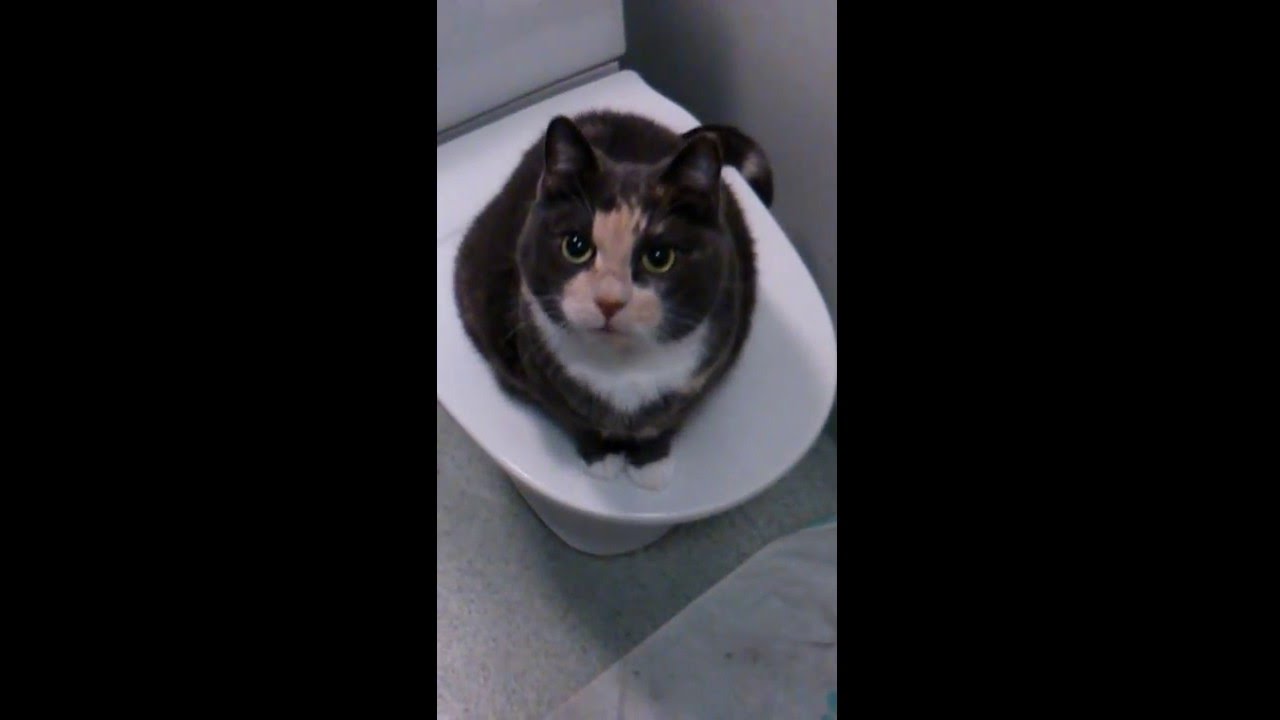 Moshi Cat Says Hi - YouTube