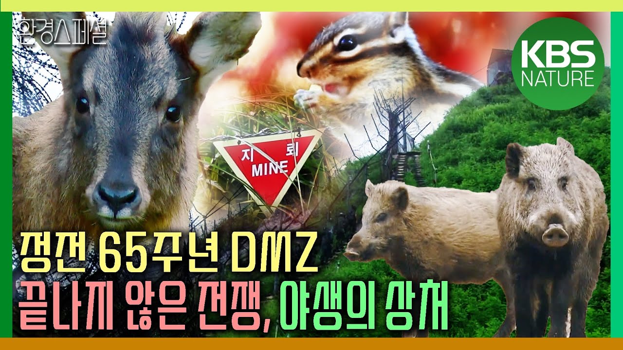 정전 65주년 DMZ! 끝나지 않은 전쟁, 야생의 상처 [야생여정-생명의 선 1편 DMZ비무장지대] / KBS 20180617 방송 - YouTube