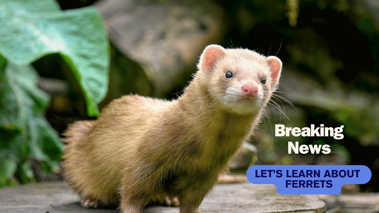 Ferrets I Habitat I Prey and Predators #scienceforkids #ferret #animals - YouTube