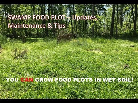 Swamp Food Plot - 2019 Updates, Maintenance & Tips - YouTube