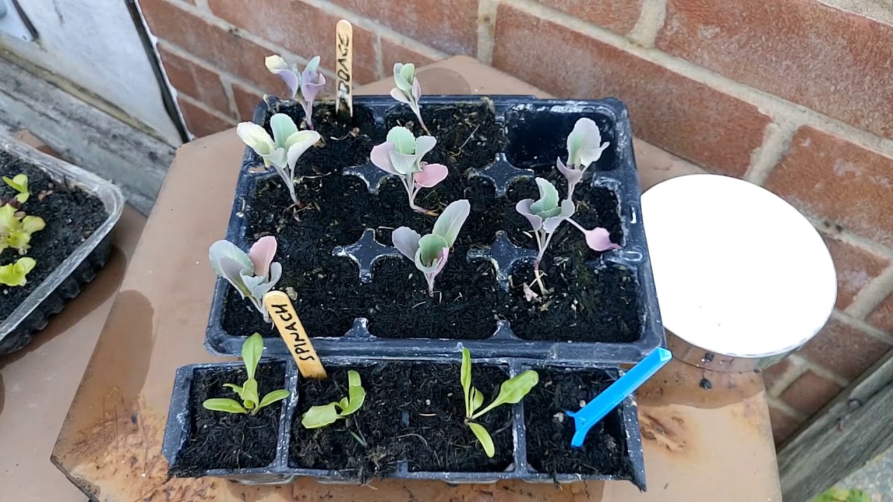 Incredible Edible Lupset - YouTube