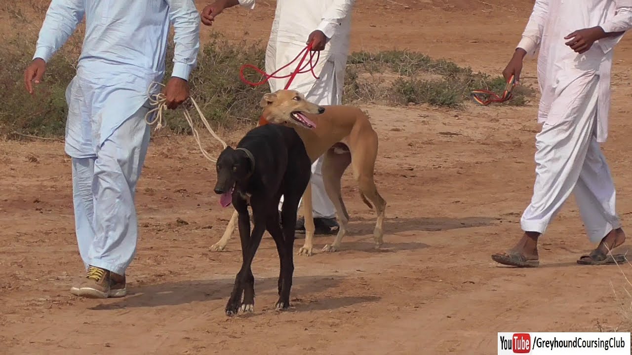 stunning look of pakistani hunting dogs - YouTube