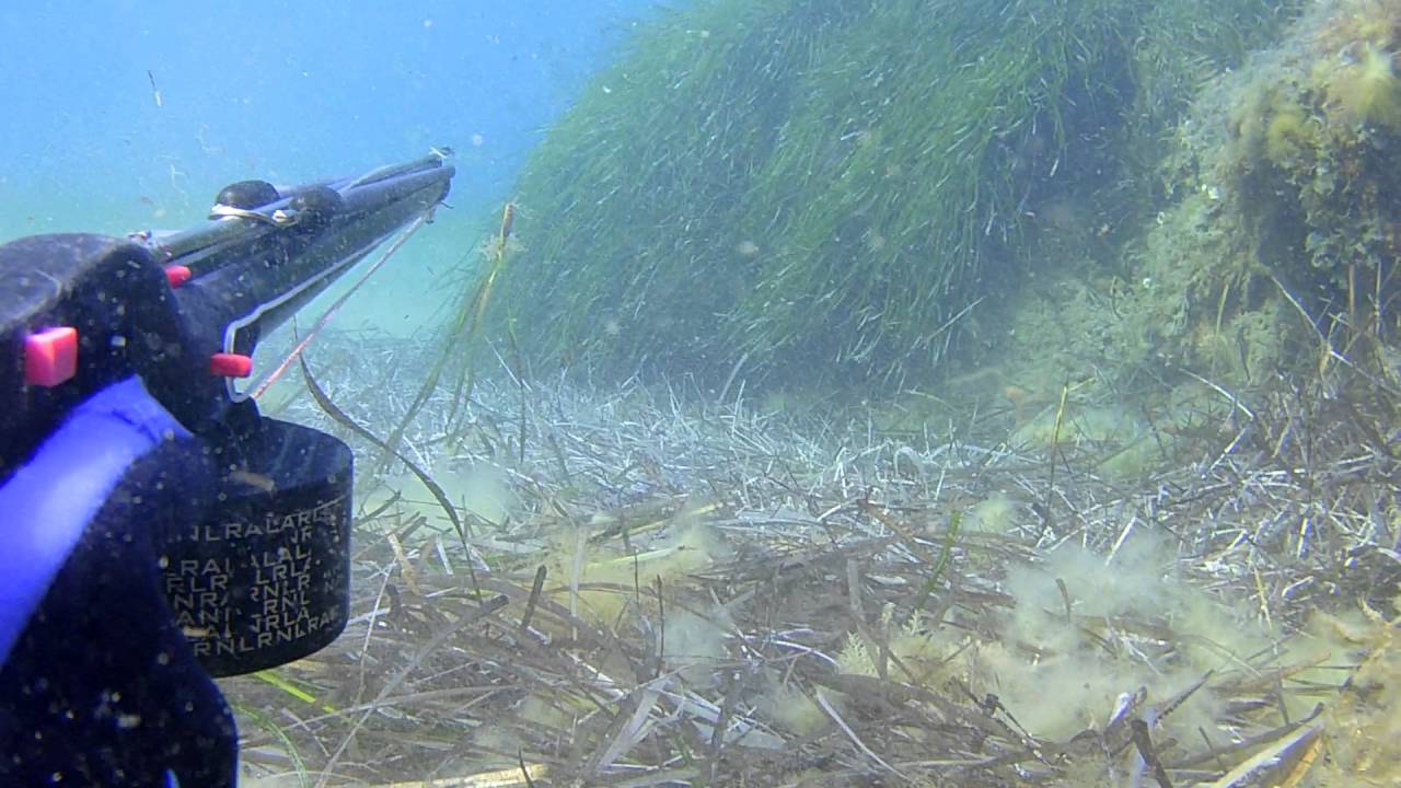 ψαροντουφεκο-καρτερι λαυρακιου (κυπρο)-sea bass spearfishing - YouTube