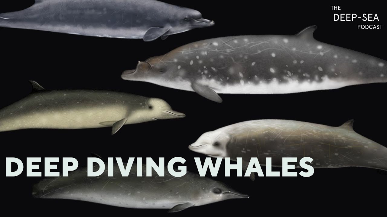 Deep diving whales with Nicola Quick | Episode 41 | The Deep-Sea ...