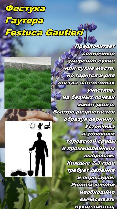 Фестука Гаутера (овсяница Гаутера). Festuca Gautieri. - YouTube