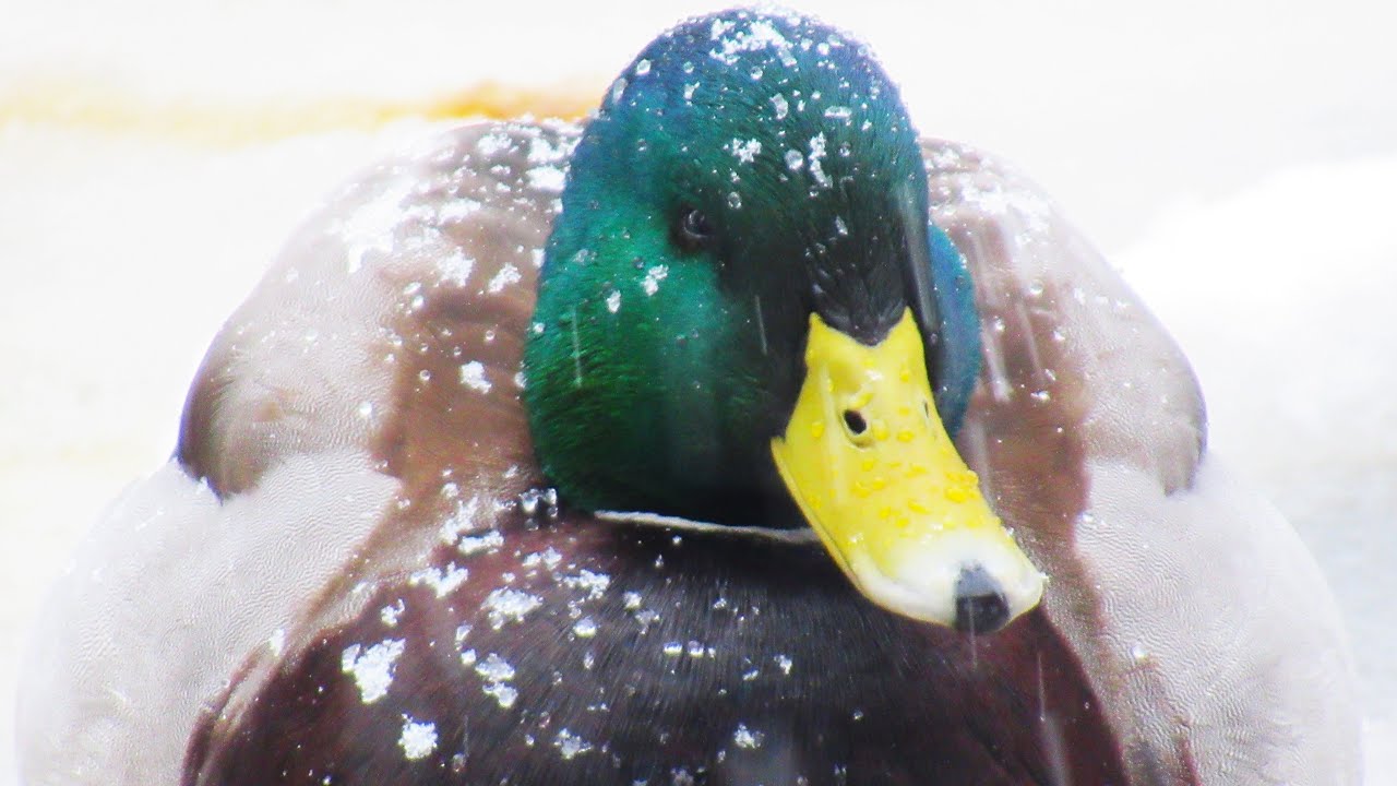 Mallard Ducks QUACKING ANGRY at Winter - YouTube