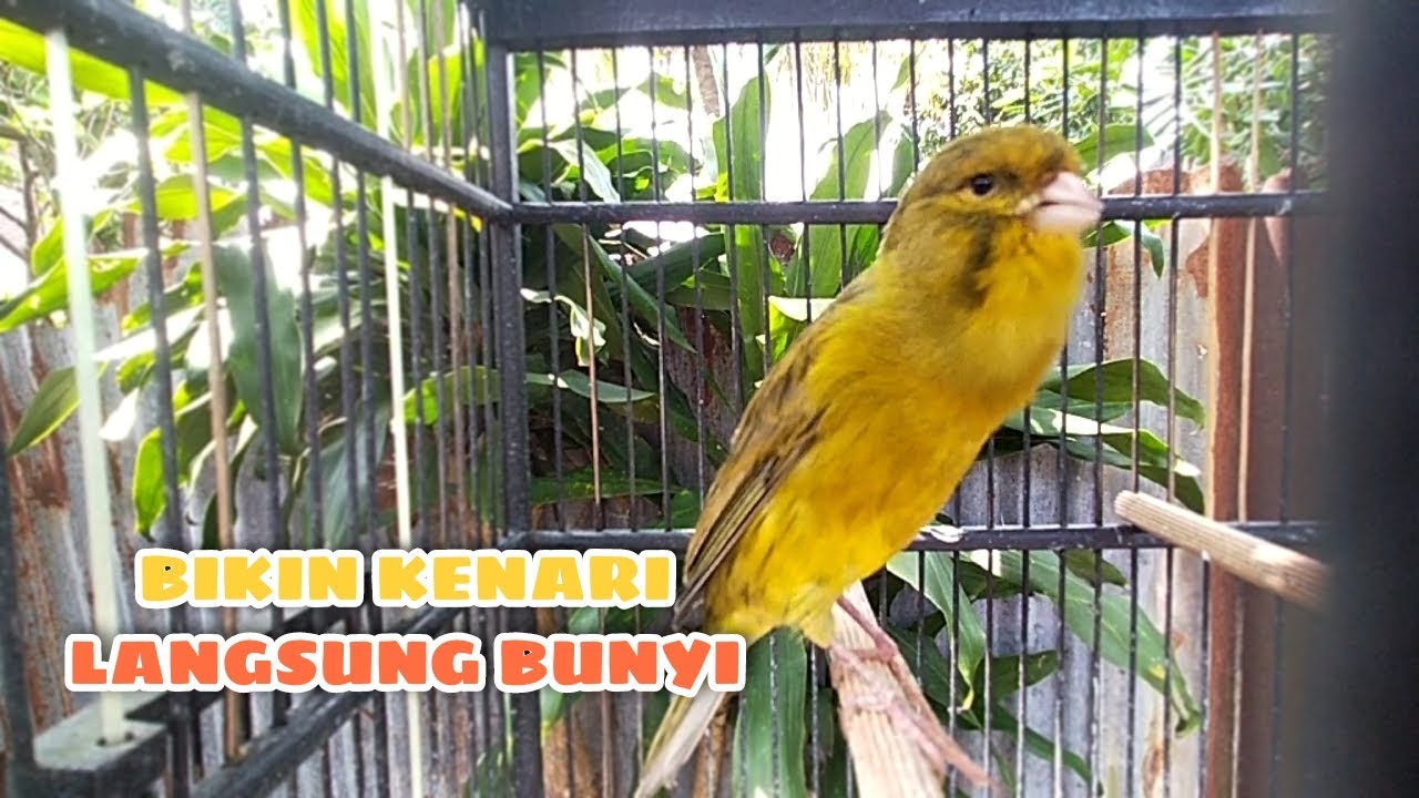 KENARI IJO BOTOL GACOR - YouTube