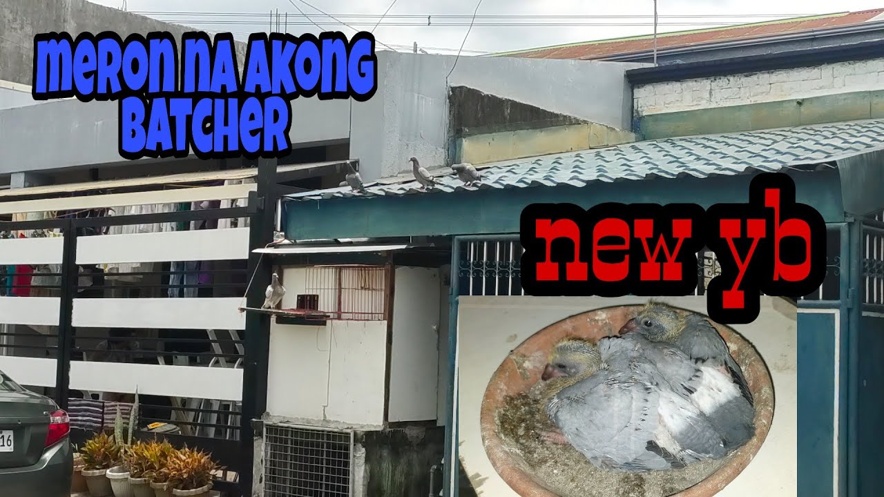 Meron na akong Batcher na kalapati #ukv #kalapati #pigeon #batcher #yb ...