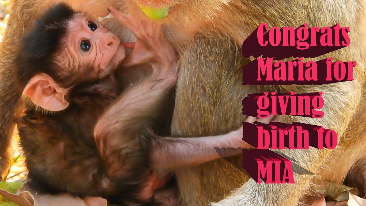 Monkey Maria has finally given birth last night after feeling ...