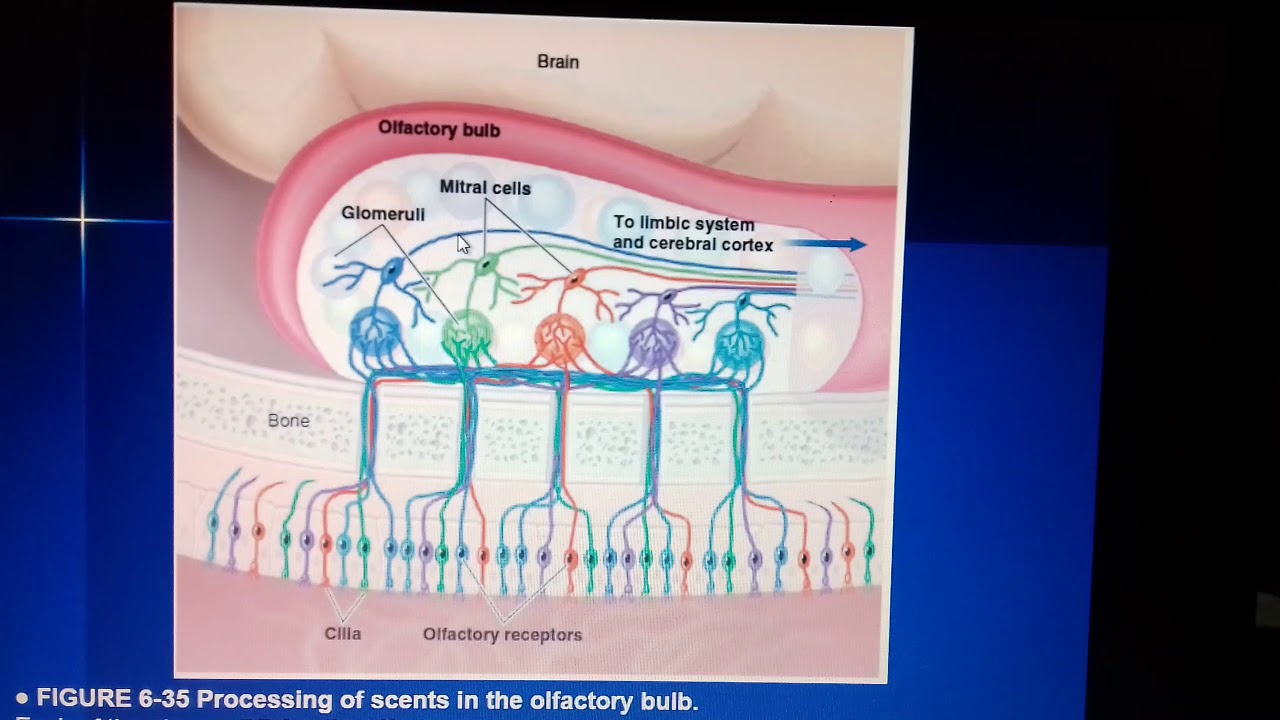 Olfaction & Taste part 2 - YouTube