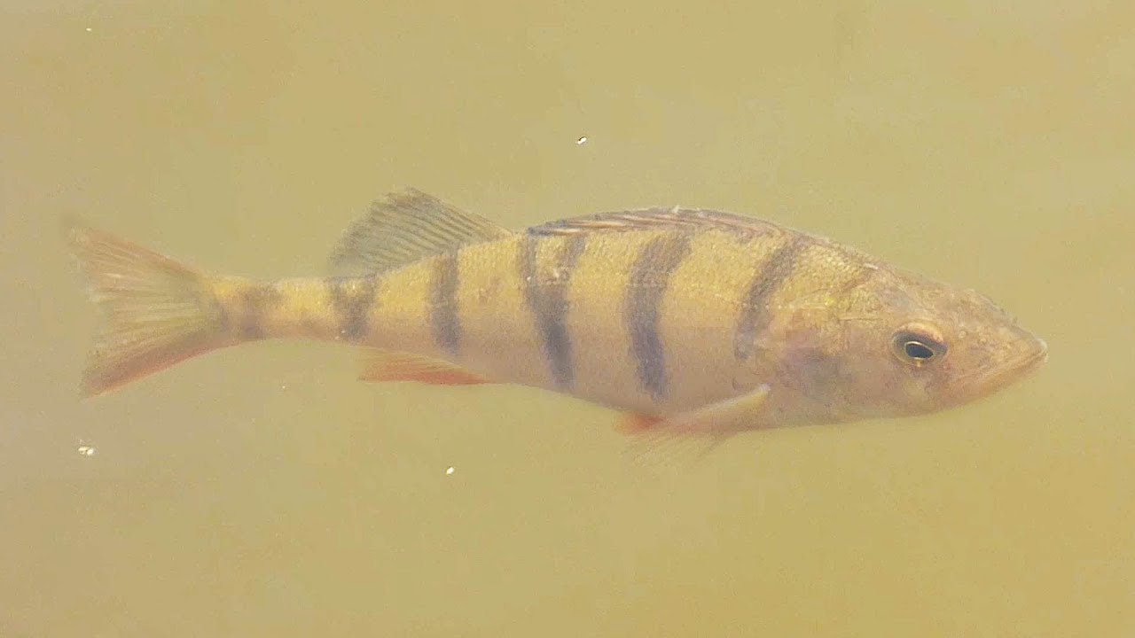 Eurasian river perch - Okoun říční (Perca fluviatilis) - YouTube
