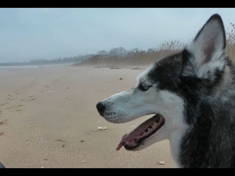 Foggy Day on the Bay - Mishka, Moki, & Laika - YouTube