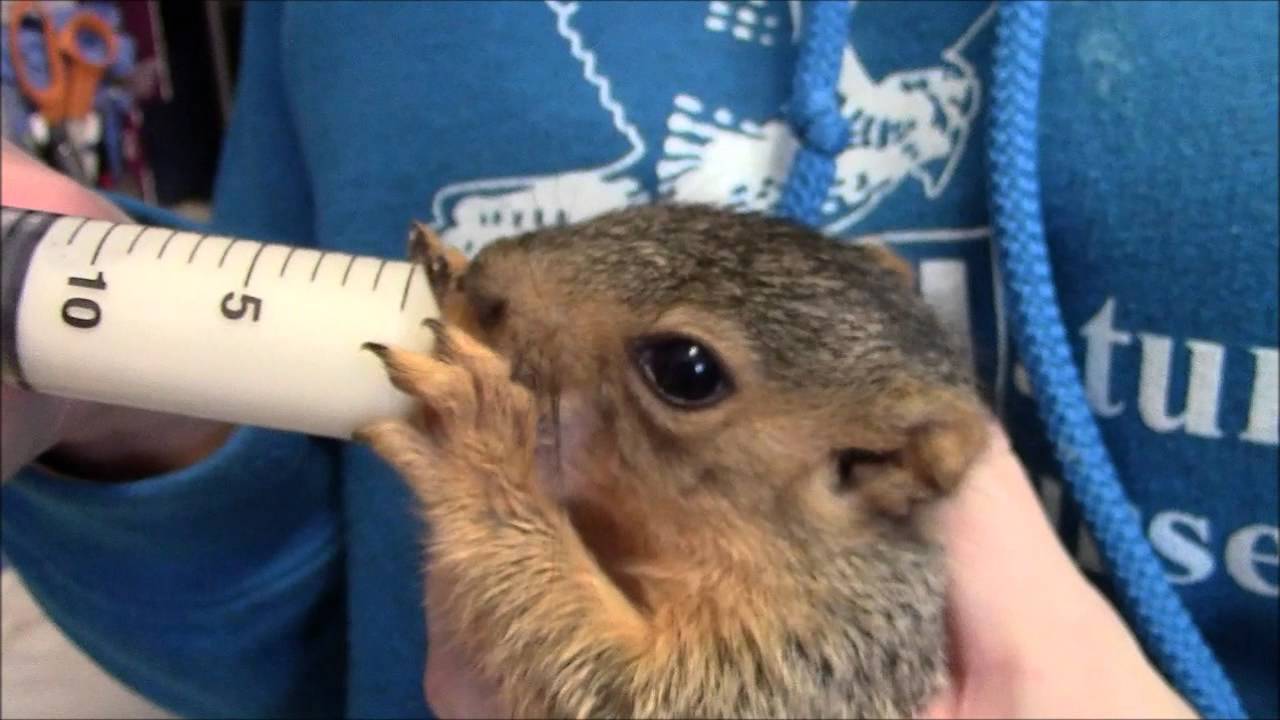 Baby Fox Squirrel Drinking Formula - Nature's Nursery - YouTube