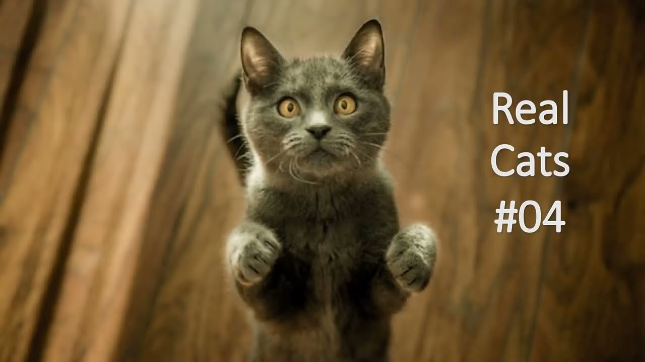 Real Cats #04 - YouTube