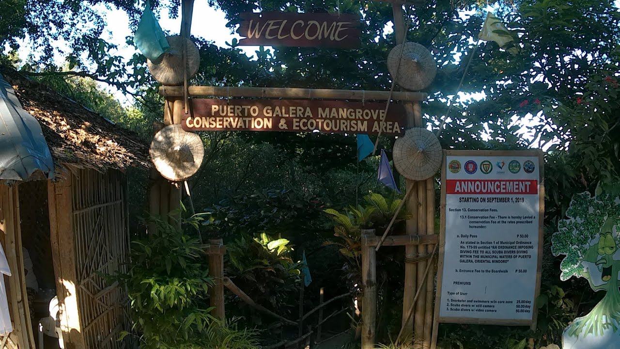 Oriental Mindoro Mangrove Forest, Philippines - YouTube